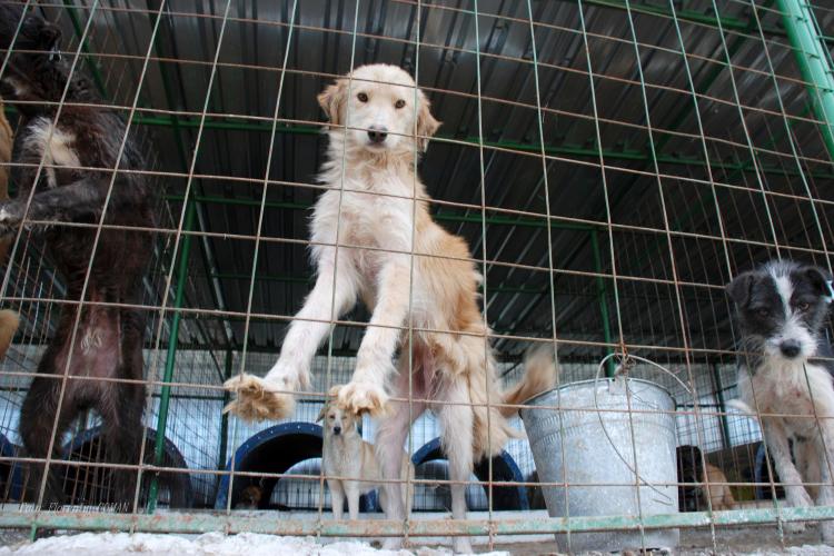 Primarul susţine că se vor ridica mai mulţi câini comunitari, cu riscul ...