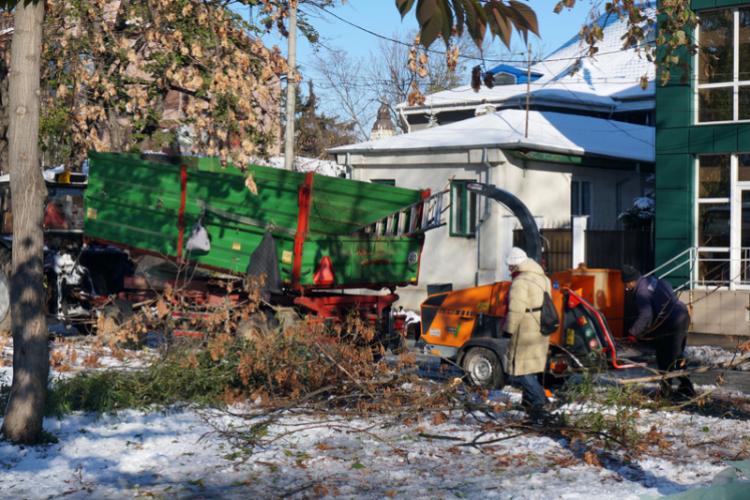 Vocile Brăilei | ”Pe ce criterii face Seroplant toaletările copacilor ...