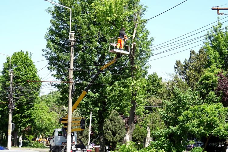 Copac de mari dimensiuni de pe bulevardul Independenţei, tăiat de ...