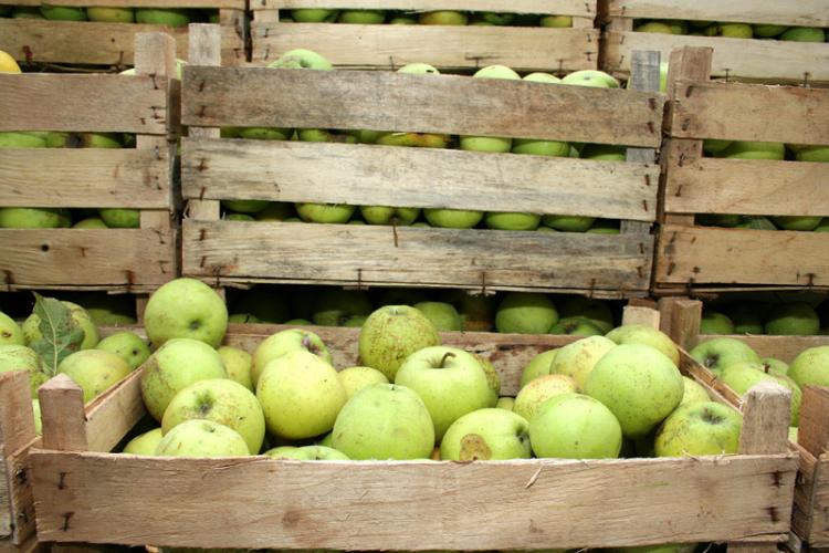 Sute de locuri de muncă în Spania, la ambalat fructe şi verdeţuri ...