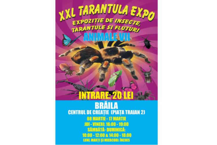 „XXL Tarantula Expo”. Expoziție de insecte vii la Centrul de Creație ...