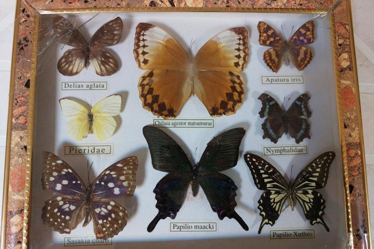 „Invazie” de insecte în Centrul Istoric. „XXL Tarantula Expo ...