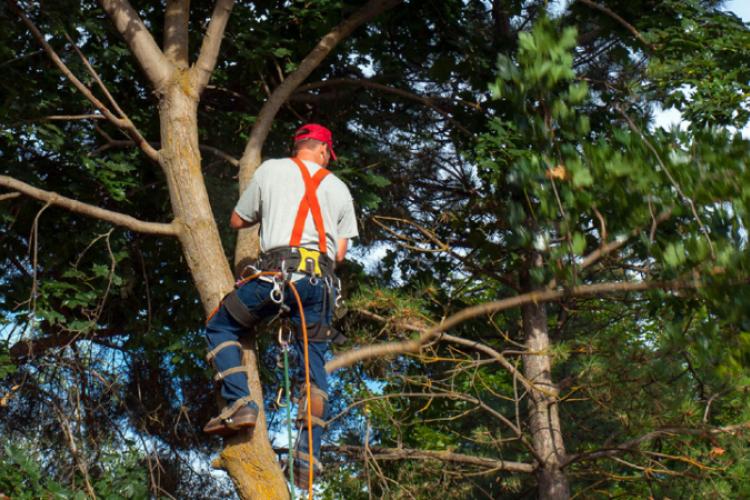 Seroplant face toaletarea copacilor din oraş cu o firmă din Braşov ...