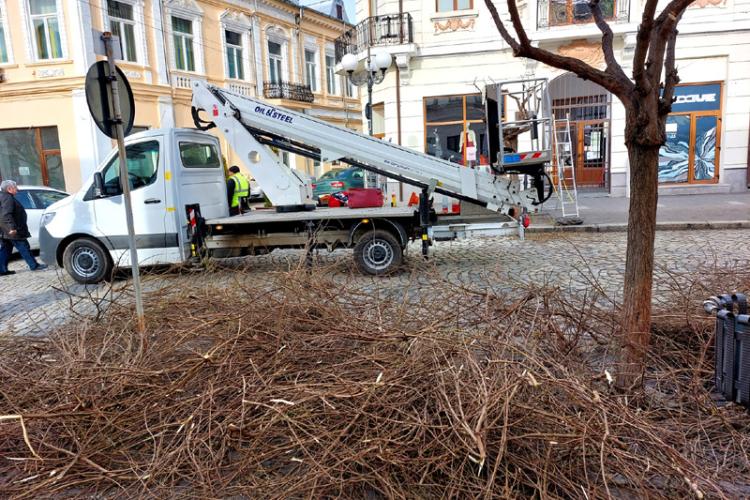 Echipele Seroplant toaletează salcâmii de pe fosta Regală | Obiectiv ...