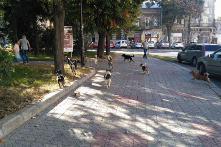 Eutanasierile de câini comunitari, amânate temporar la Brăila ...