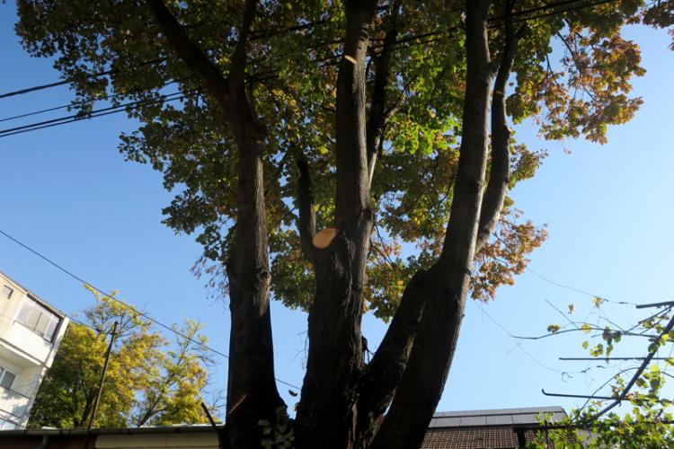 Vocile Brăilei | Un inginer silvic contestă intervențiile Seroplant ...