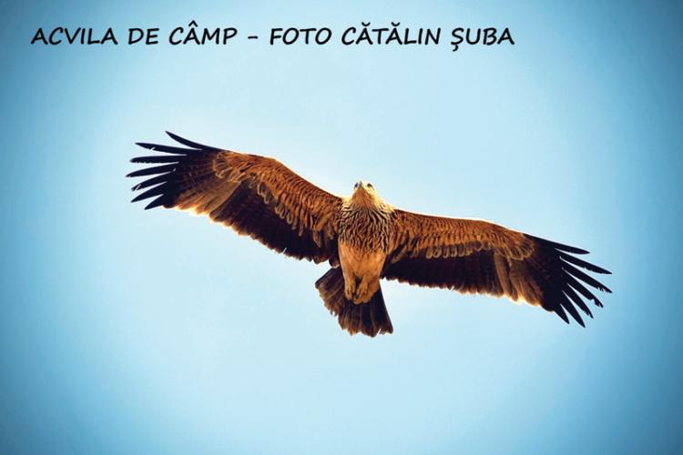 Pasărea Anului 2023 – ACVILA DE CÂMP | Obiectiv Vocea Brailei