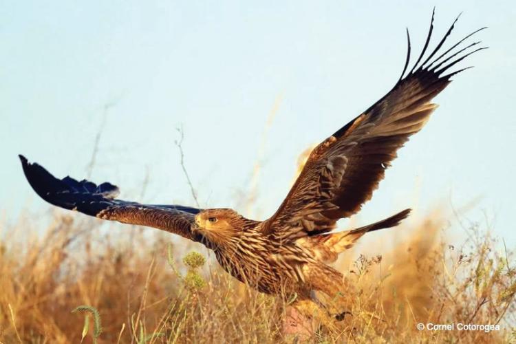 Acvila de câmp, o pasăre interesantă! | Obiectiv Vocea Brailei