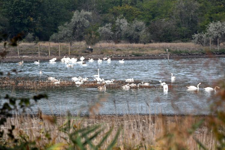 Lebedele – păsările lunii ianuarie | Obiectiv Vocea Brailei