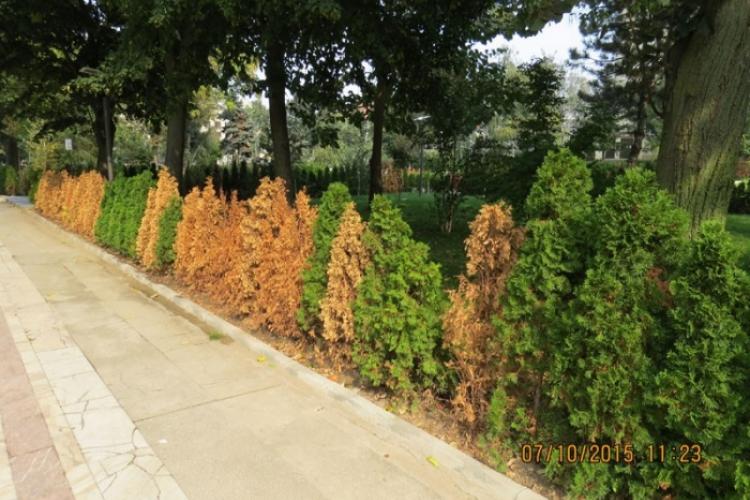 Folosirea tuia ca arbuşti decorativi, un semieşec la Brăila | Obiectiv ...