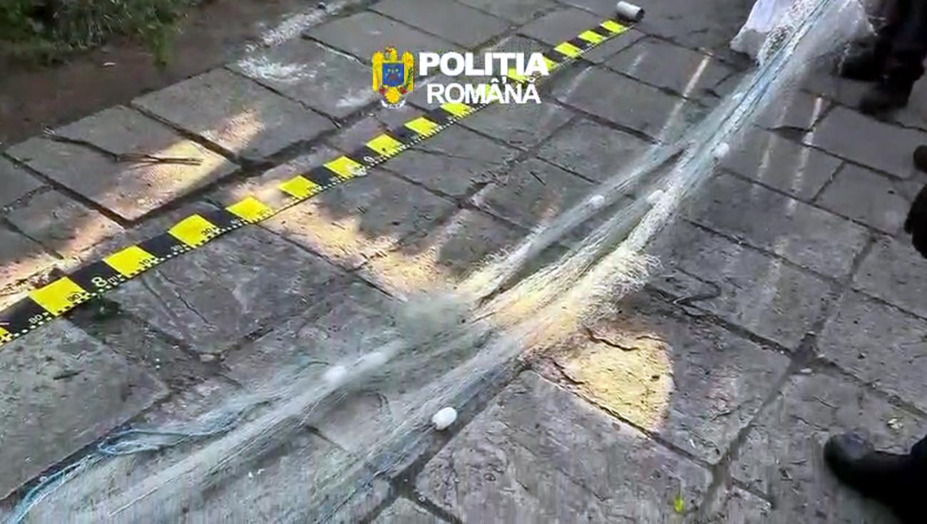 Percheziții în Brăila pentru combaterea braconajului piscicol. Sturioni ...